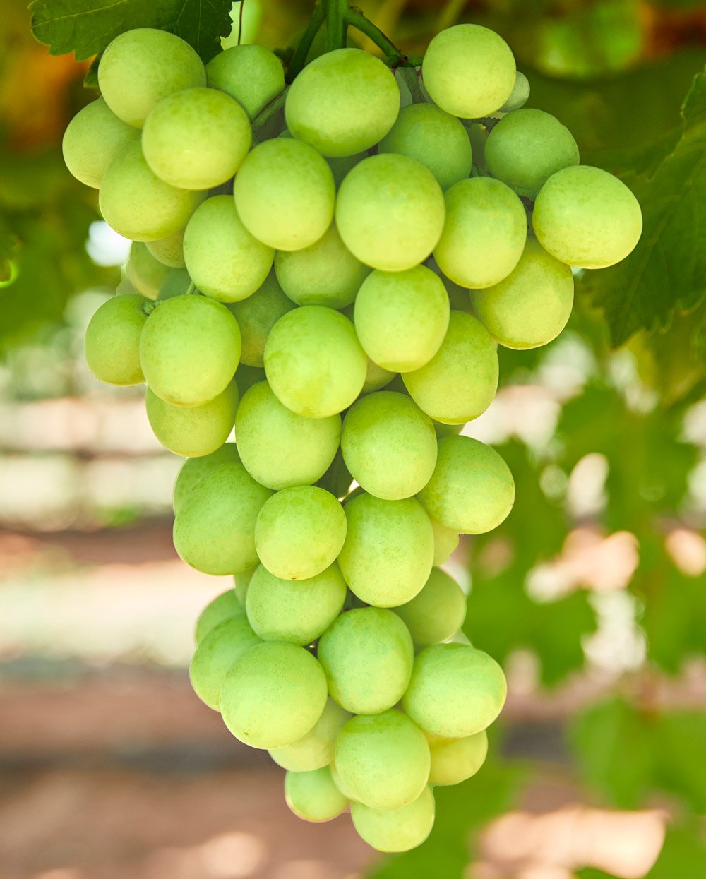 AUTUMNCRISP® Grapes