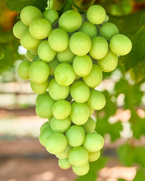 AUTUMNCRISP® Grapes